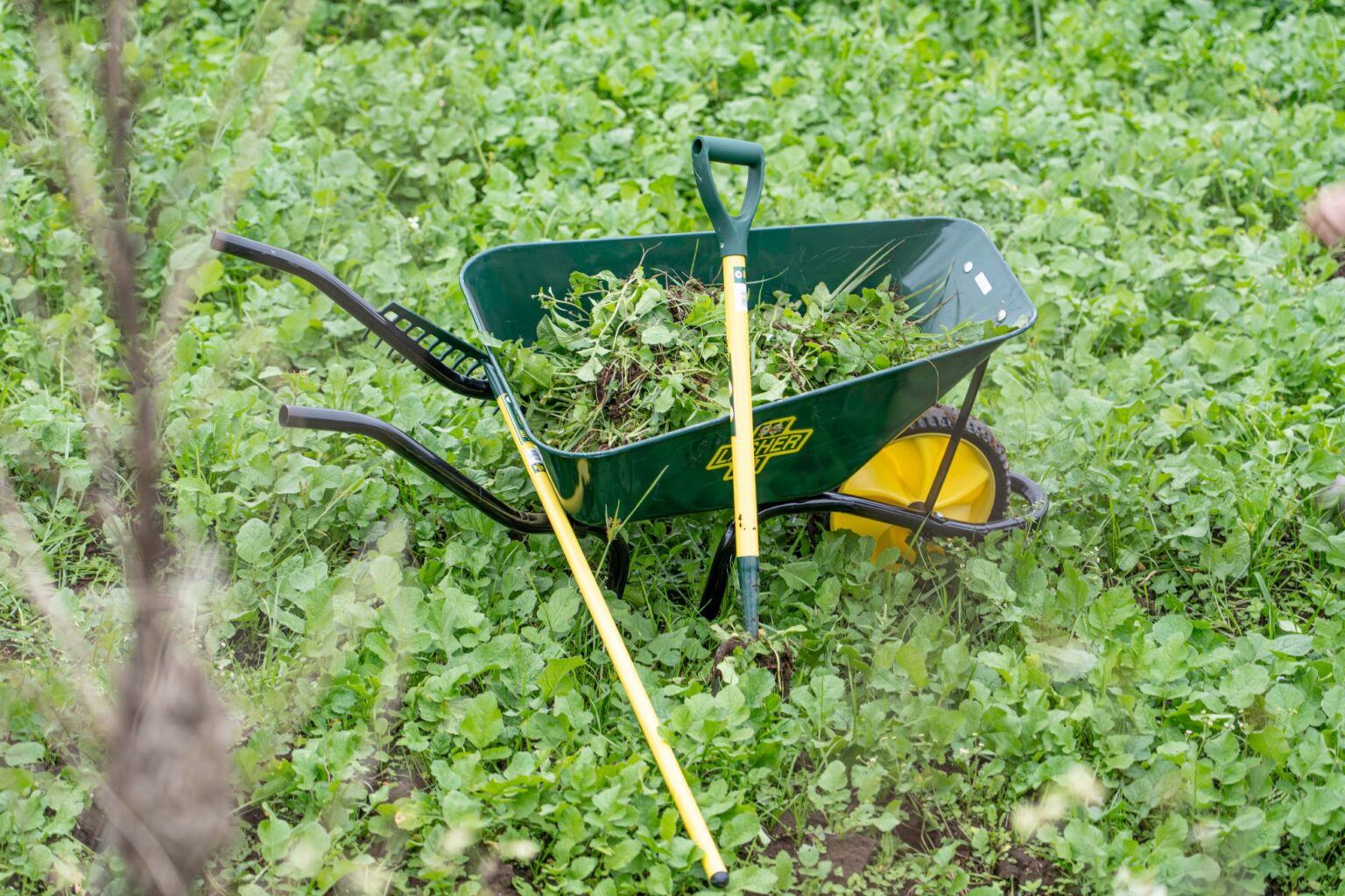 THE START – Domino Servite School